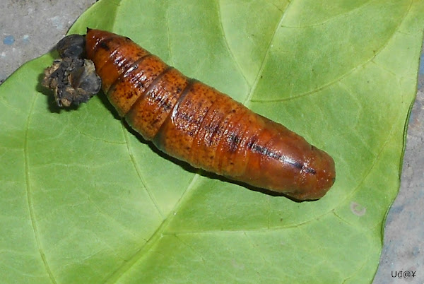 Hawk moth pupa | Project Noah