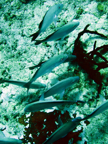 White Margate | Project Noah