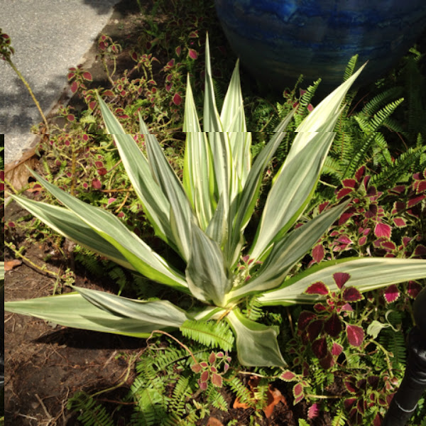 Giant False Agave | Project Noah