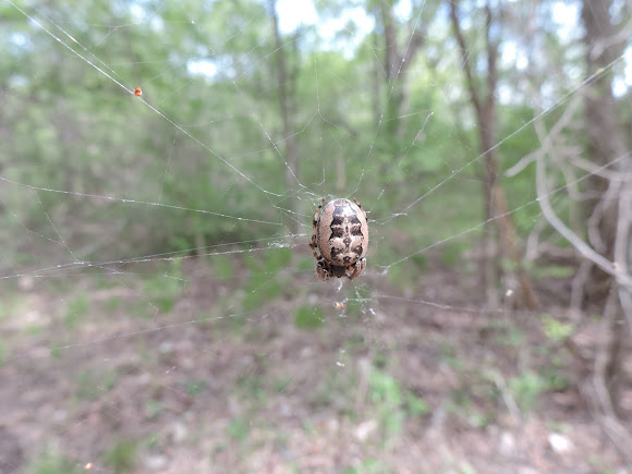 Furrow Orb Weaver Spider | Project Noah