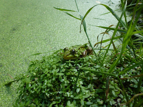 Pool Frog (Northern European) | Project Noah