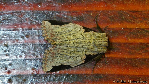 Spotting | Project Noah