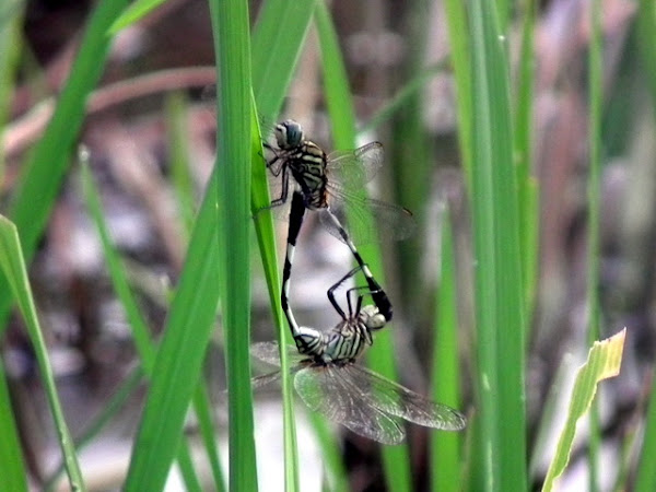 Army dragonfly | Project Noah