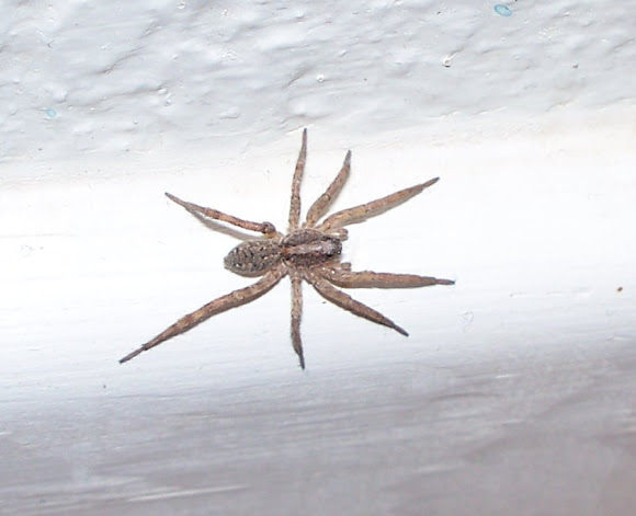 Barn Funnel Weaver Spider or Domestic House Spider | Project Noah