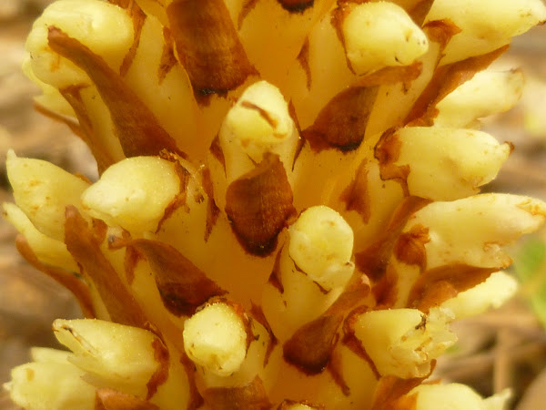 Squawroot | Project Noah