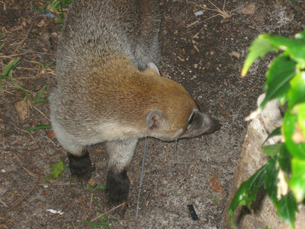 Coati (mexican tejon) | Project Noah
