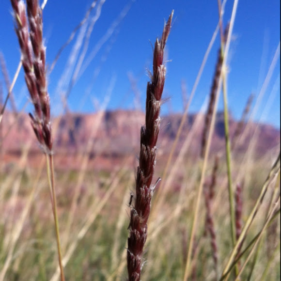 Galleta grass | Project Noah