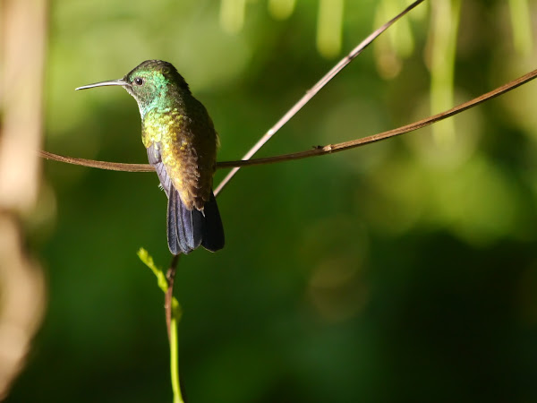 Copper rumped Hummingbird | Project Noah