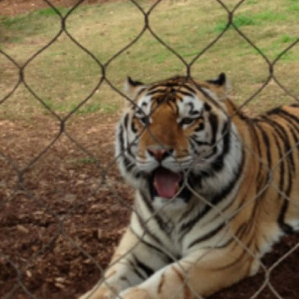 Tiger | Project Noah