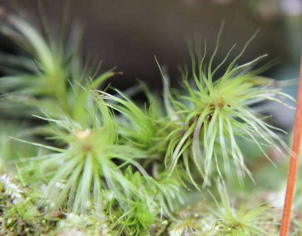 Common haircap moss | Project Noah