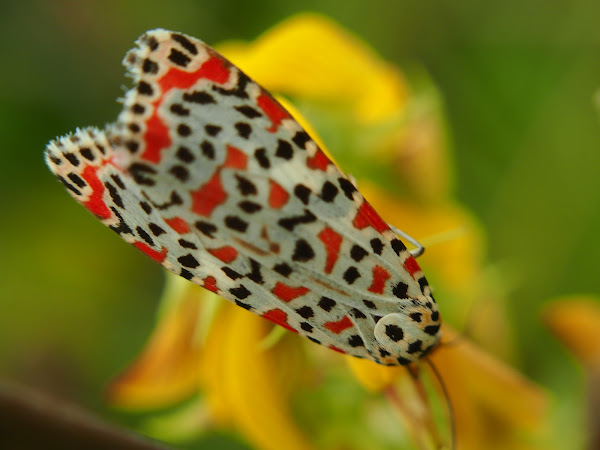 Crimson-speckled flunkey | Project Noah