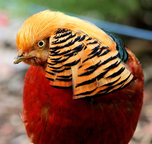 Golden Pheasant | Project Noah