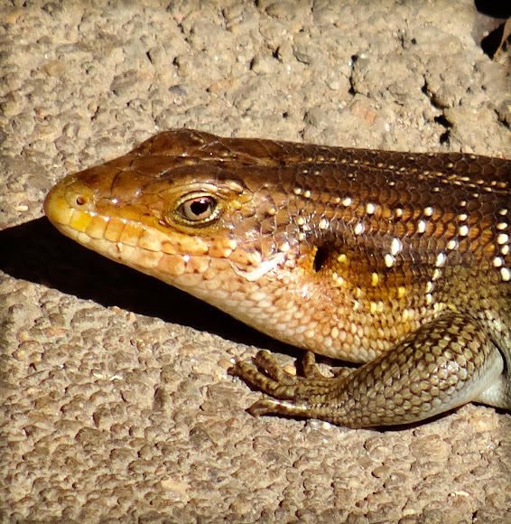 Rainbow Skink (female) | Project Noah