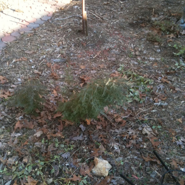 Evergreen | Project Noah