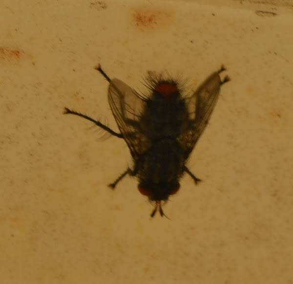 Red-tailed Flesh Fly | Project Noah