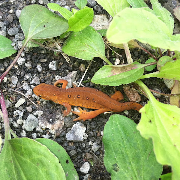 Eastern Newt | Project Noah