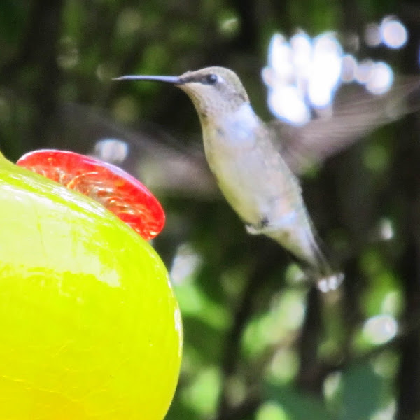 Hummingbird Heaven - Northeastern US | Project Noah