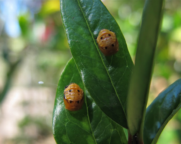 Multicolored Asian Lady Beetle Pupa | Project Noah