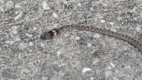 Coachwhip snake (juvenile) | Project Noah