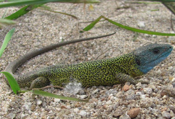 Iberian Emerald Lizard,Lagarto-de-água | Project Noah