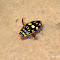 Sunburst Diving Beetle | Project Noah