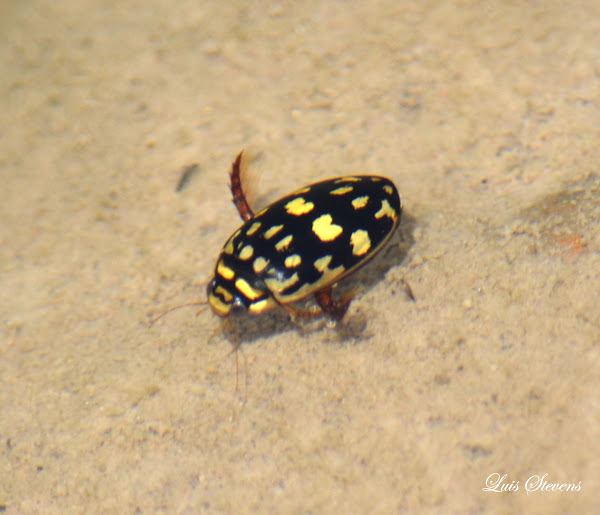Sunburst Diving Beetle | Project Noah