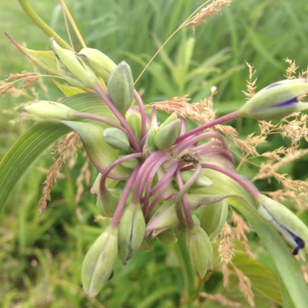 Wild Garlic / Crow Garlic | Project Noah