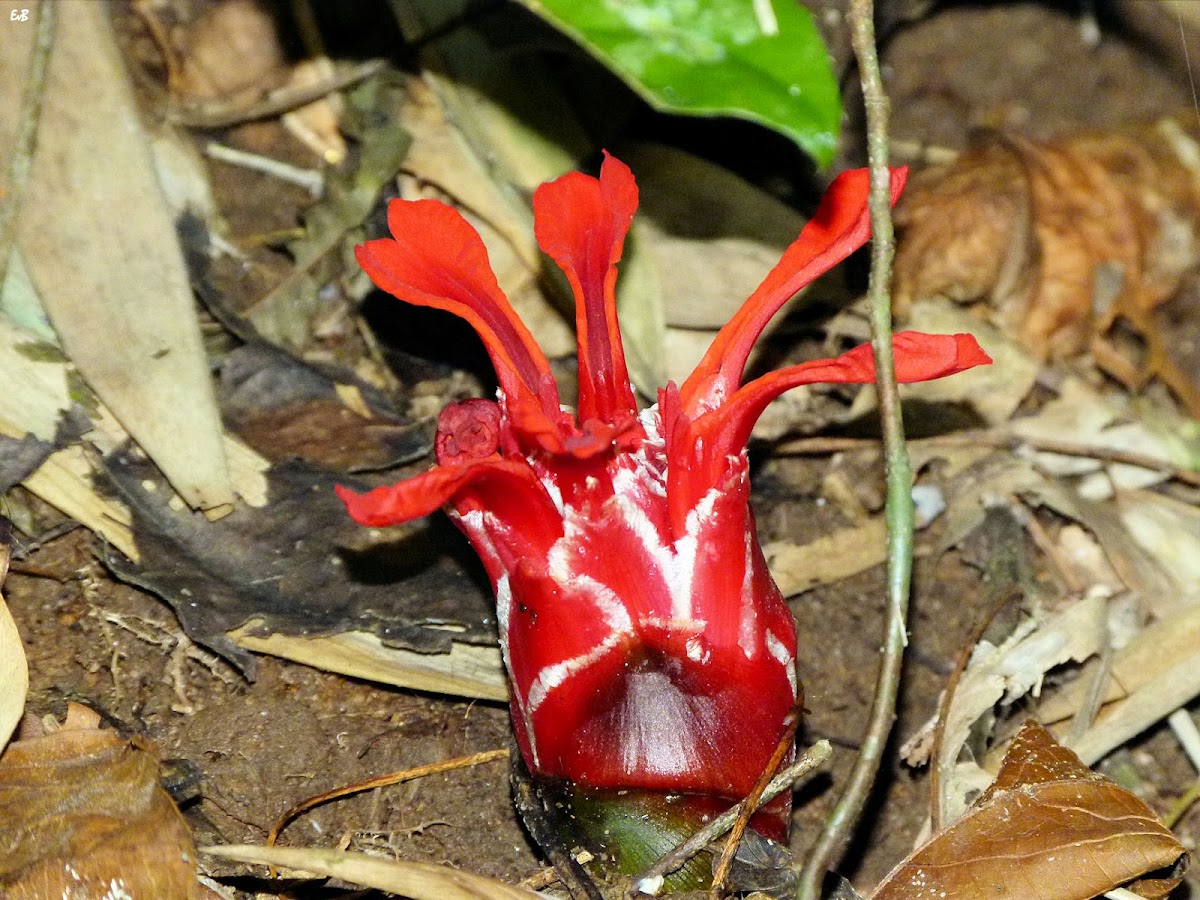 wild ginger | Project Noah