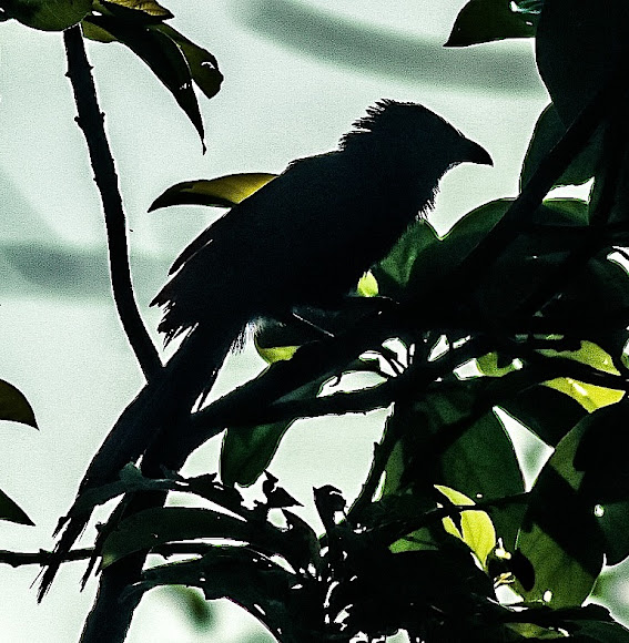 Philippine Coucal | Project Noah