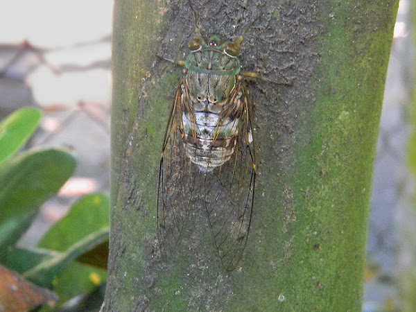 singing cicada | Project Noah