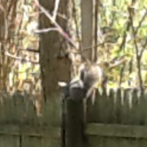 Eastern Gray Squirrel | Project Noah