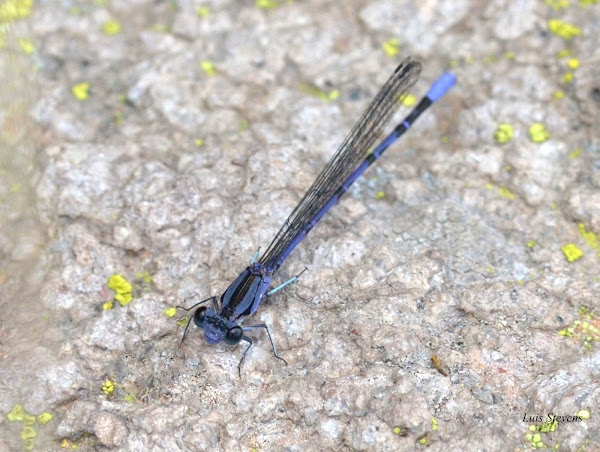 Variable Dancer Damselfly | Project Noah