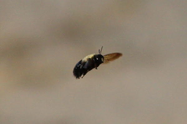 Eastern Carpenter Bee | Project Noah