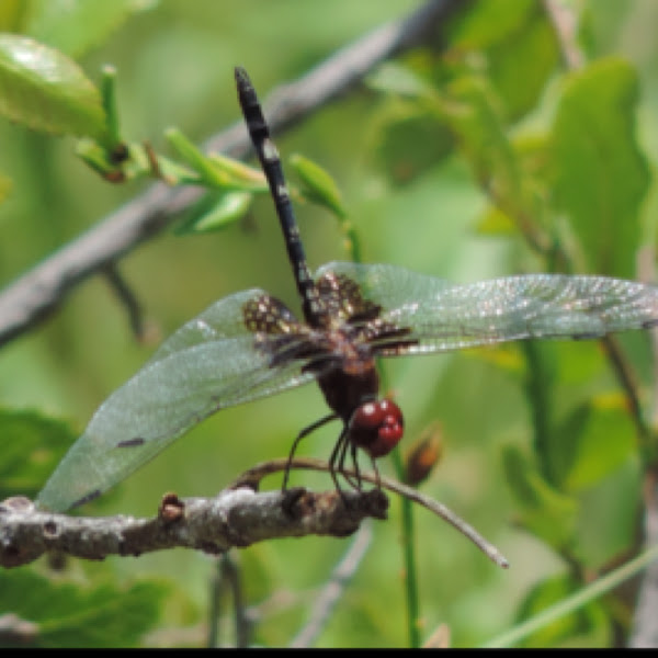 Checkered Setwing | Project Noah