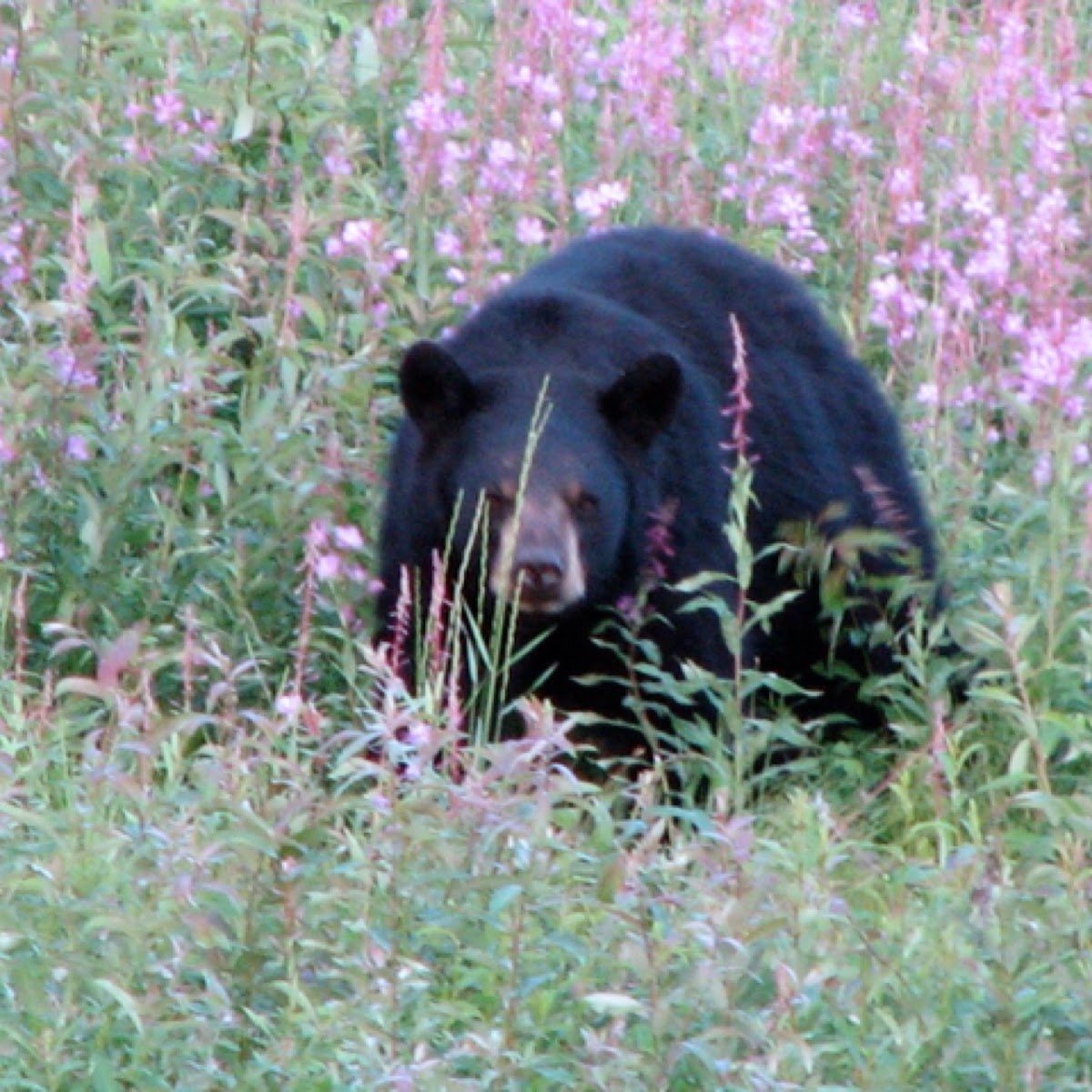 Black Bear | Project Noah