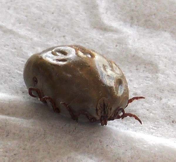 Moose Ticks | Project Noah