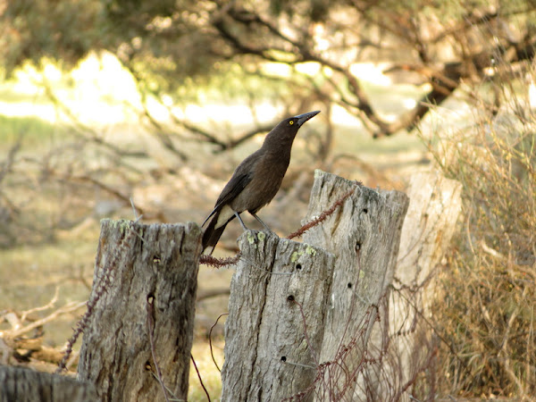 Grey Currawong | Project Noah