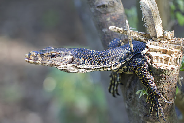 Philippine Water Monitor/Marbled Water Monitor | Project Noah