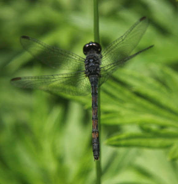 Seaside Dragonlet | Project Noah