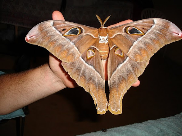 Hercules moth | Project Noah