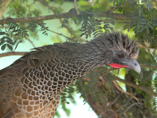 guacharaca - colombian chachalaca | Project Noah