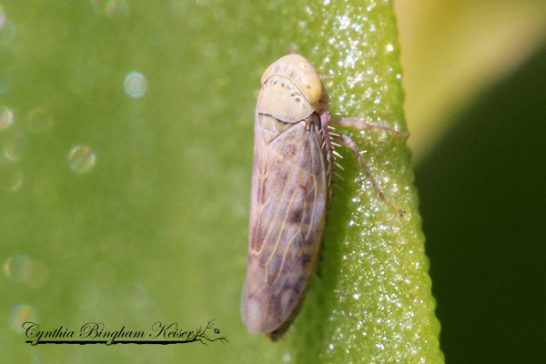 Beet Leafhopper | Project Noah