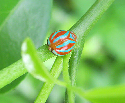 Domed Planthopper | Project Noah