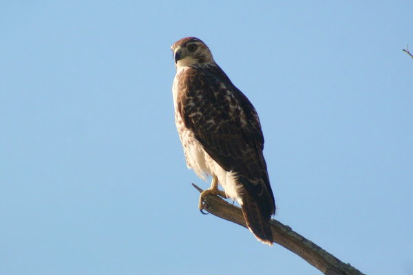 Red-tailed Hawk | Project Noah