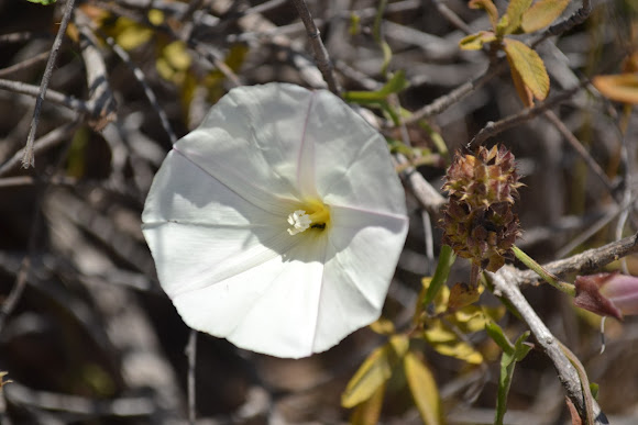 Island False Bindweed | Project Noah