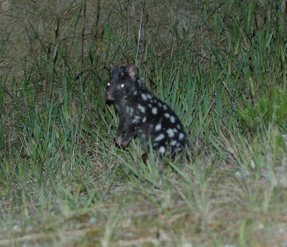 Eastern quoll | Project Noah