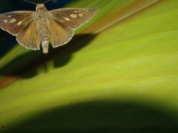 Dart Butterfly | Project Noah