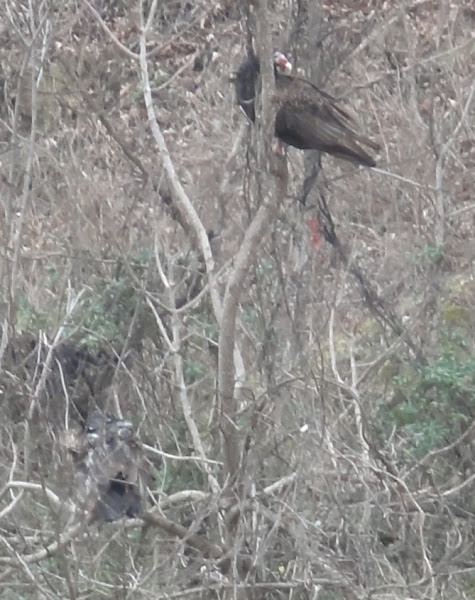Eastern Turkey Vulture | Project Noah