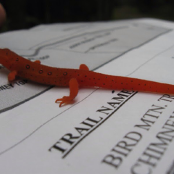 Red-spotted Newt | Project Noah