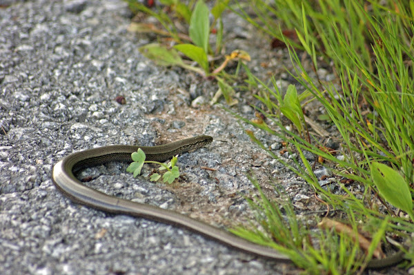Slow Worm | Project Noah